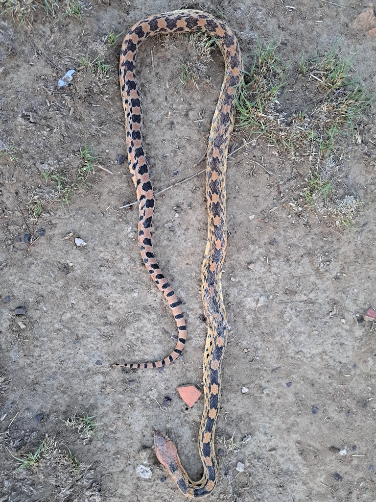 Pituophis deppei deppei from Manzana 007, Acozac, 56537 Ixtapaluca, Méx ...