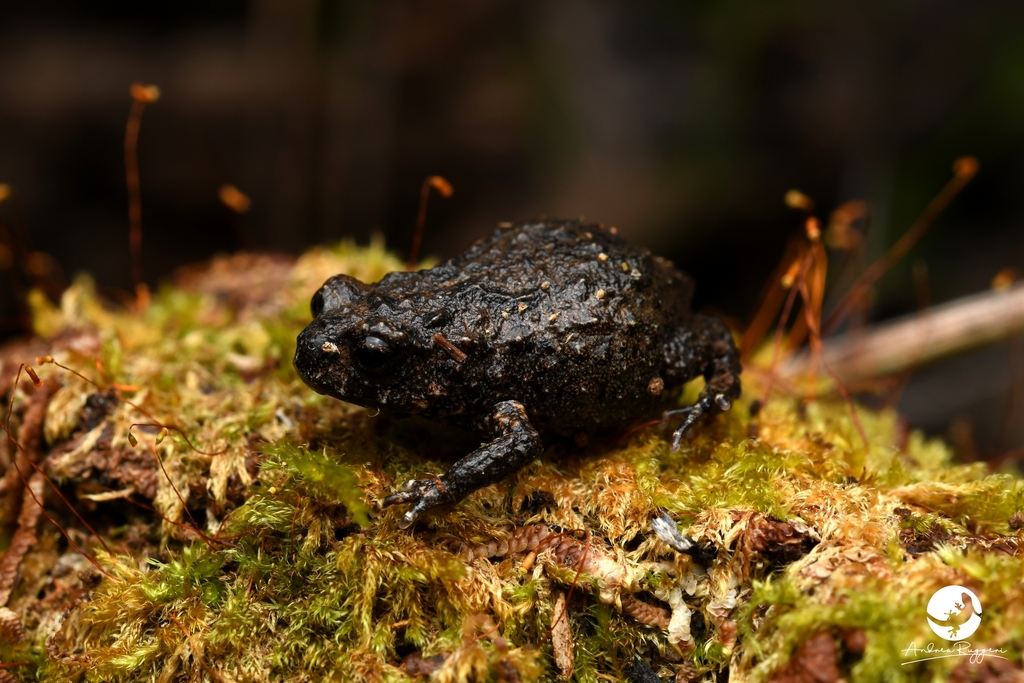 Forest Toadlet in September 2024 by Andrea Ruggeri. Habitat: Karri ...
