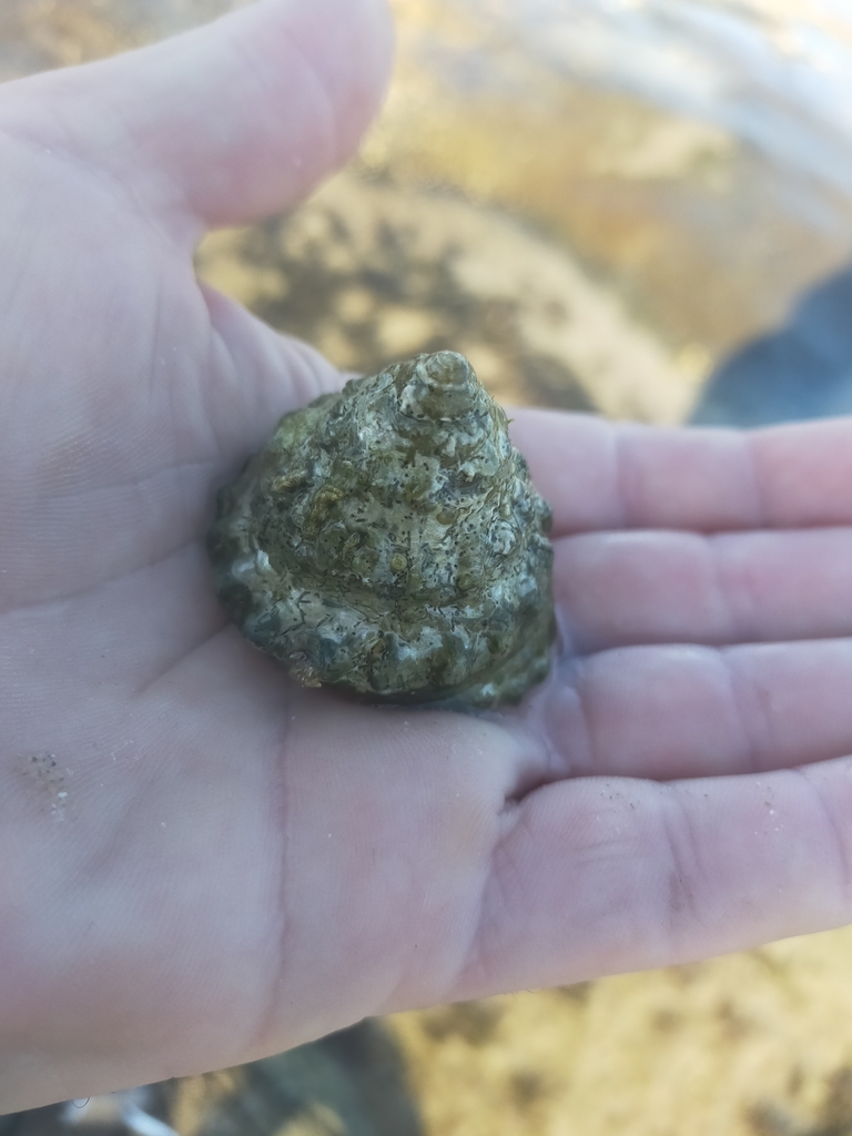 Common Tent Shell from J93C+9Q, Iluka NSW 2466, Australia on September ...