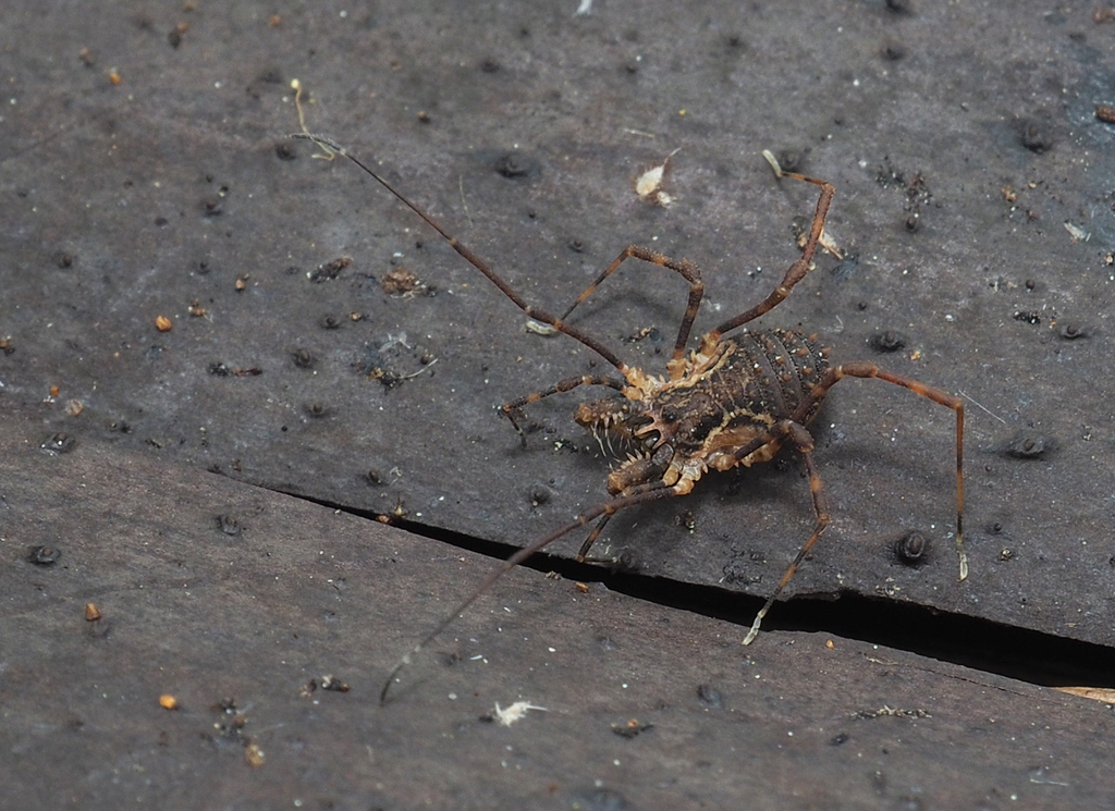 Algidia chiltoni from Oropi 3173, New Zealand on September 24, 2024 at ...