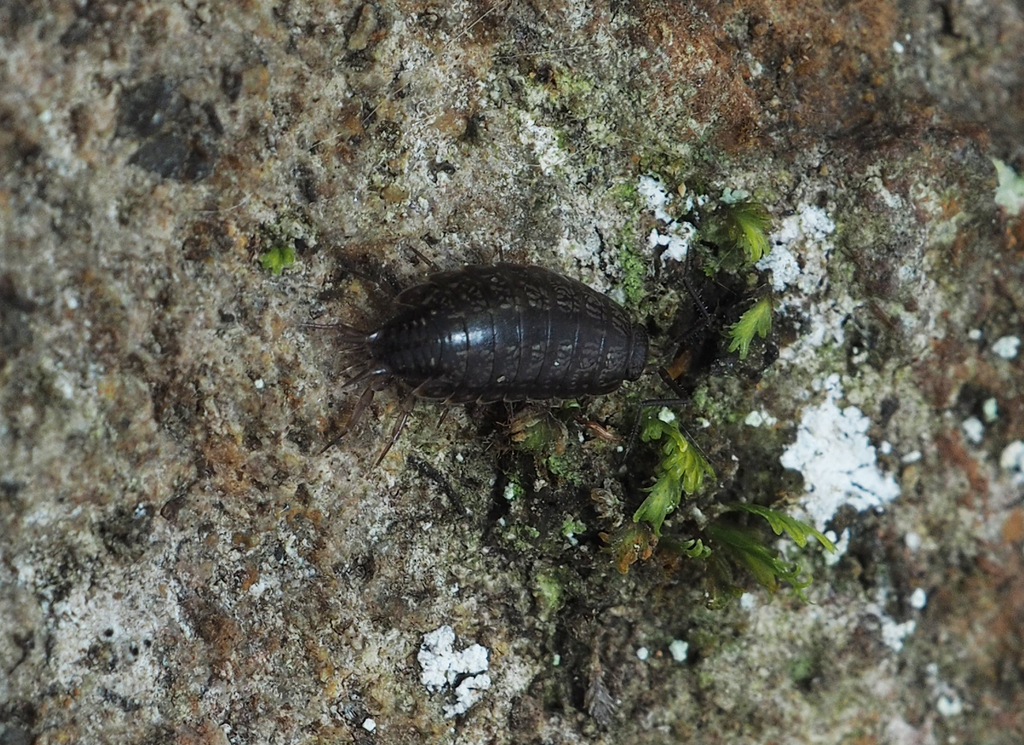 Philosciid Woodlice from Oropi 3173, New Zealand on September 24, 2024 ...