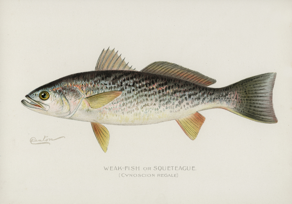 Weakfish (Cynoscion regalis) - Marine Life Identification