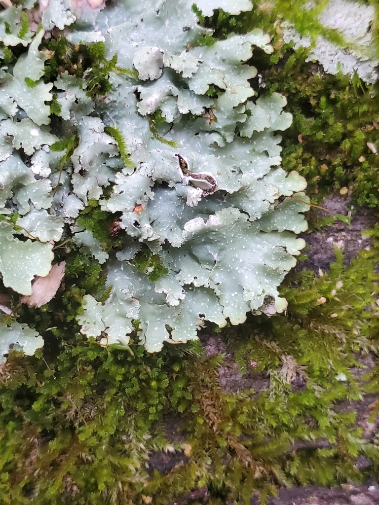 Moondust Speckled Lichen from Henderson, MD 21640, USA on September 24 ...