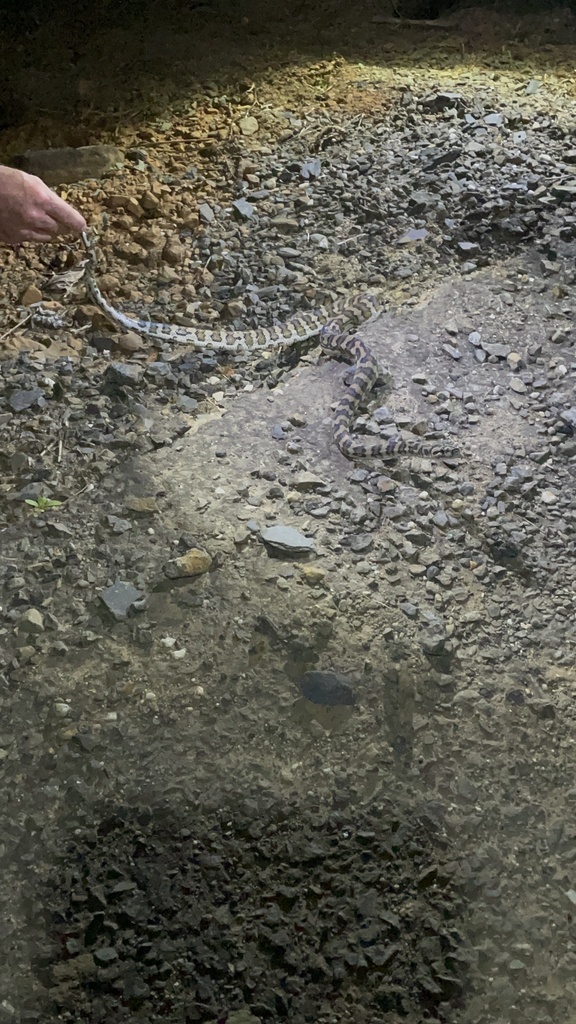 Jungle Carpet Python from Cape Tribulation Rd, Cape Tribulation, QLD ...