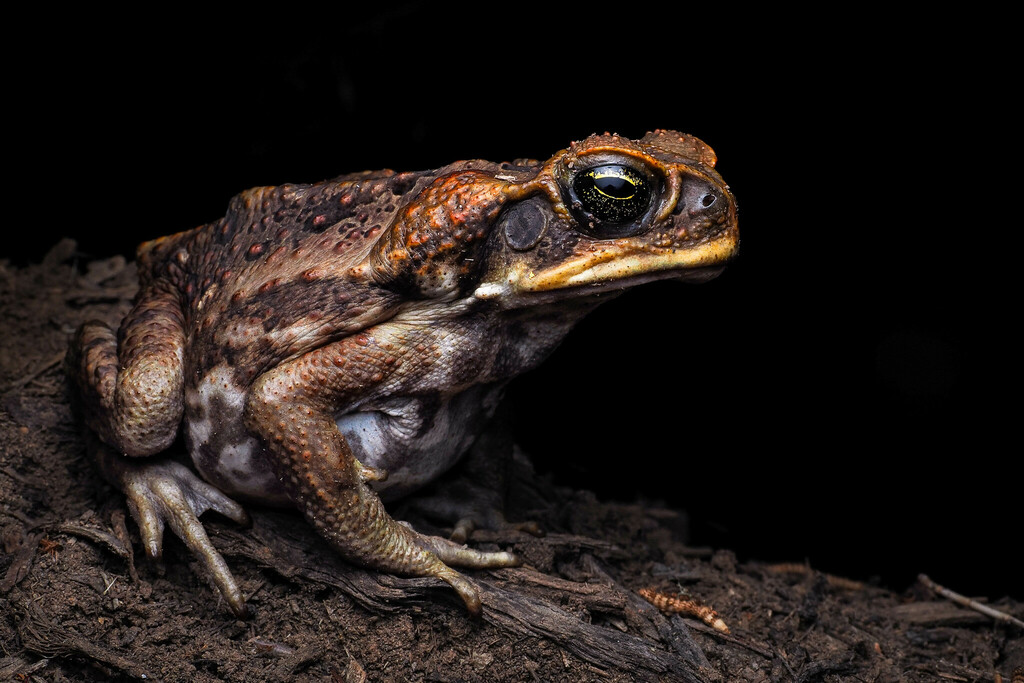 Cane Toad from Dowse Lagoon, Brisbane QLD, Australia on September 24 ...