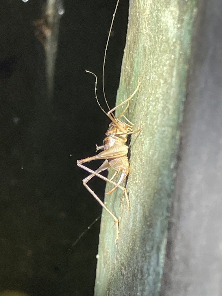 Camel Crickets, Cave Crickets, and Cave Wēta from 宁波诺丁汉大学, 宁波市, 浙江省, CN ...