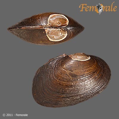 Carter's Freshwater Mussel (Westralunio carteri) · iNaturalist
