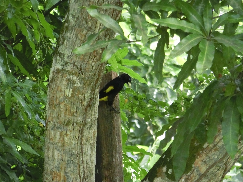 Yellow-rumped Cacique in June 2019 by Savita · iNaturalist