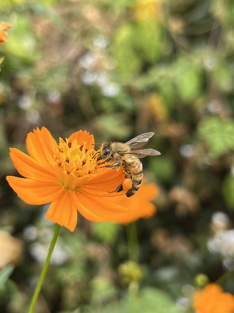 Western Honey Bee in September 2024 by mako328 · iNaturalist