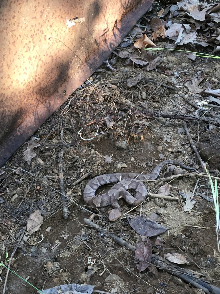 Eastern Copperhead in June 2019 by celinebrad · iNaturalist