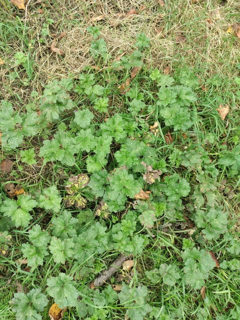 Creeping buttercup from Plymouth, England, GB on September 24, 2024 at ...