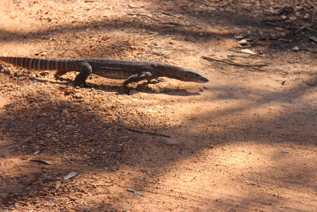 Heath Monitor from Stirling Range National Park WA 6338, Australia on ...