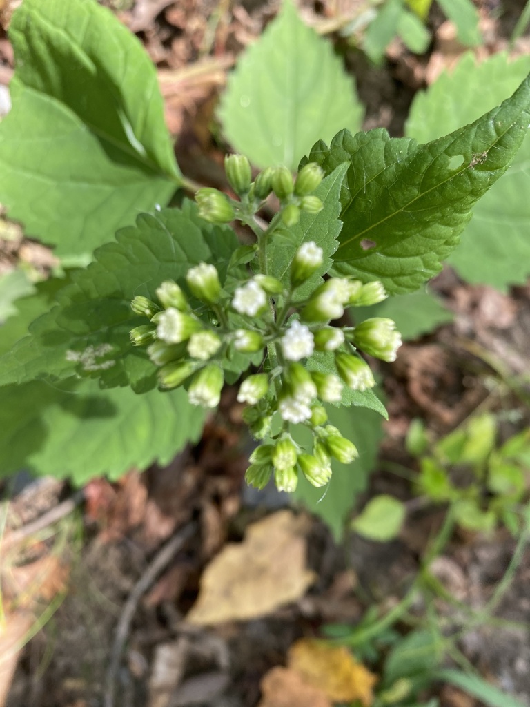 white snakeroot from Pawling, NY, US on September 17, 2024 at 01:06 PM ...