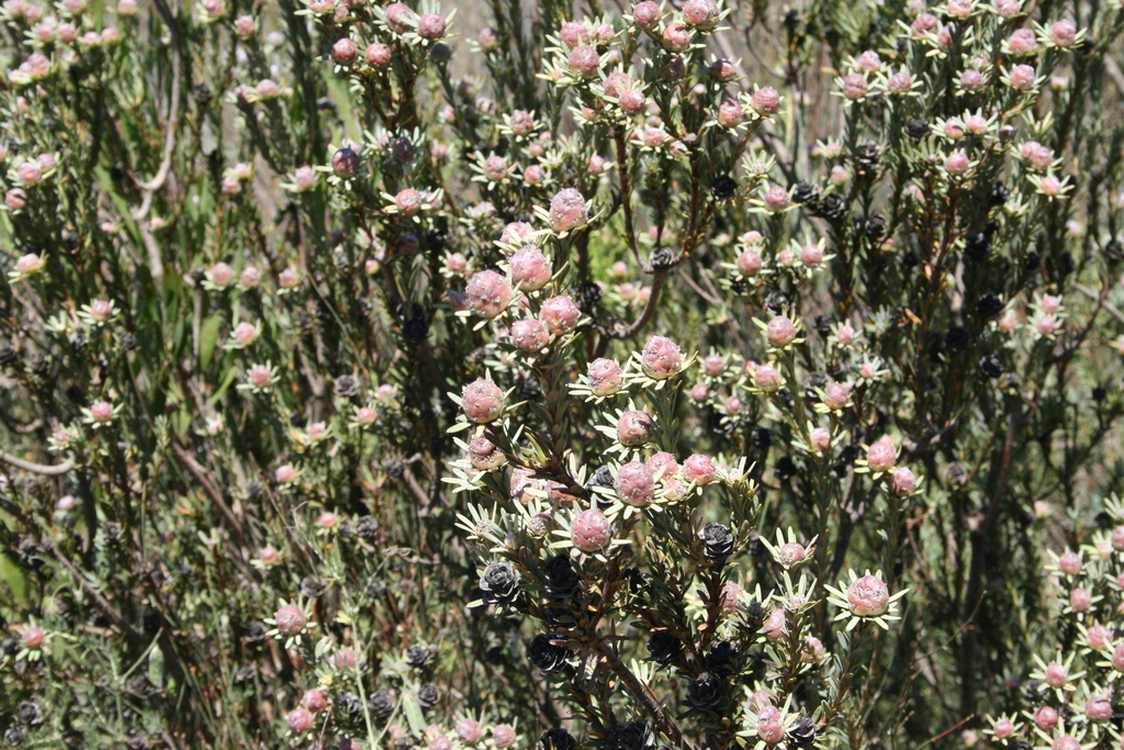 Graafwater Conebush from West Coast DC, South Africa on November 3 ...