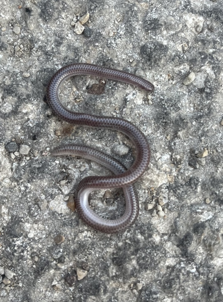 Texas Blind Snake from Castroville Regional Park, Castroville, TX, US ...