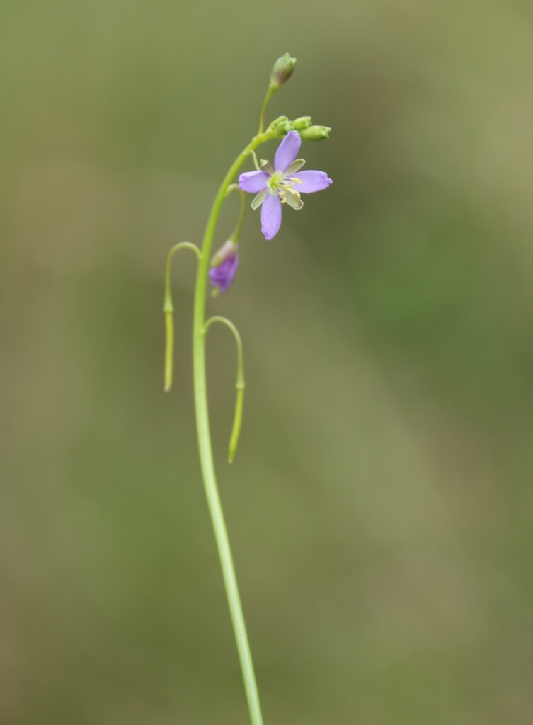 Common Sunspurge from Mandige, Macambini, South Africa on September 22 ...