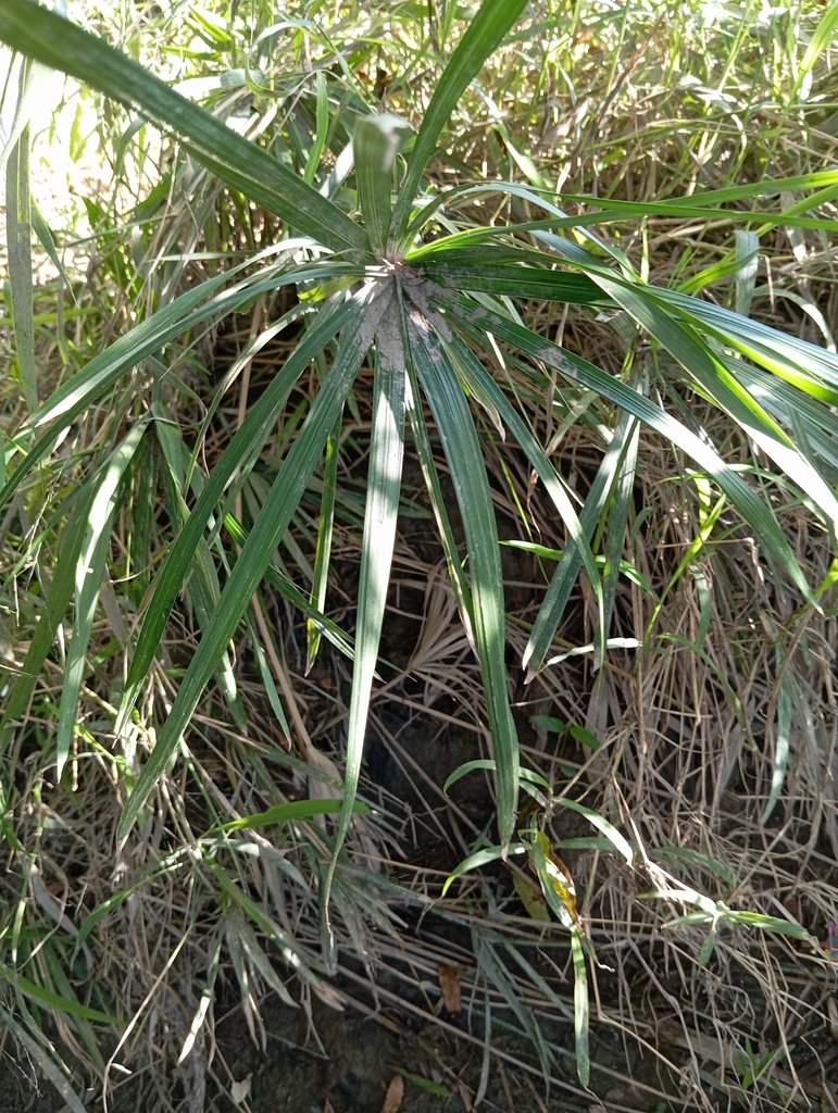 Umbrella Papyrus from 66643 N.L., México on September 24, 2024 at 08:46 ...