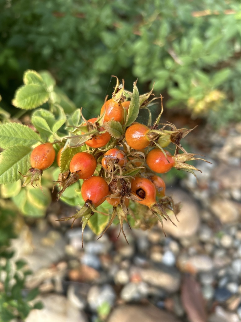 California Wild Rose from Cal State LA, Los Angeles, CA, US on ...