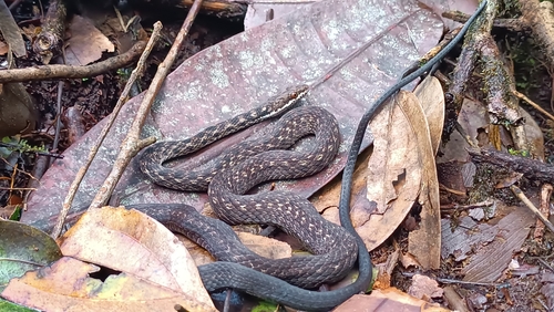 Seychelles Wolf Snake (Lycognathophis seychellensis) - Snakes and Lizards