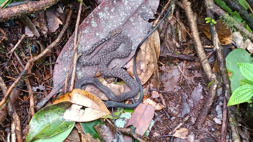 Seychelles Wolf Snake (Lycognathophis seychellensis) - Snakes and Lizards