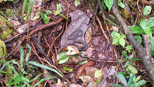 Seychelles Wolf Snake (Lycognathophis seychellensis) - Snakes and Lizards