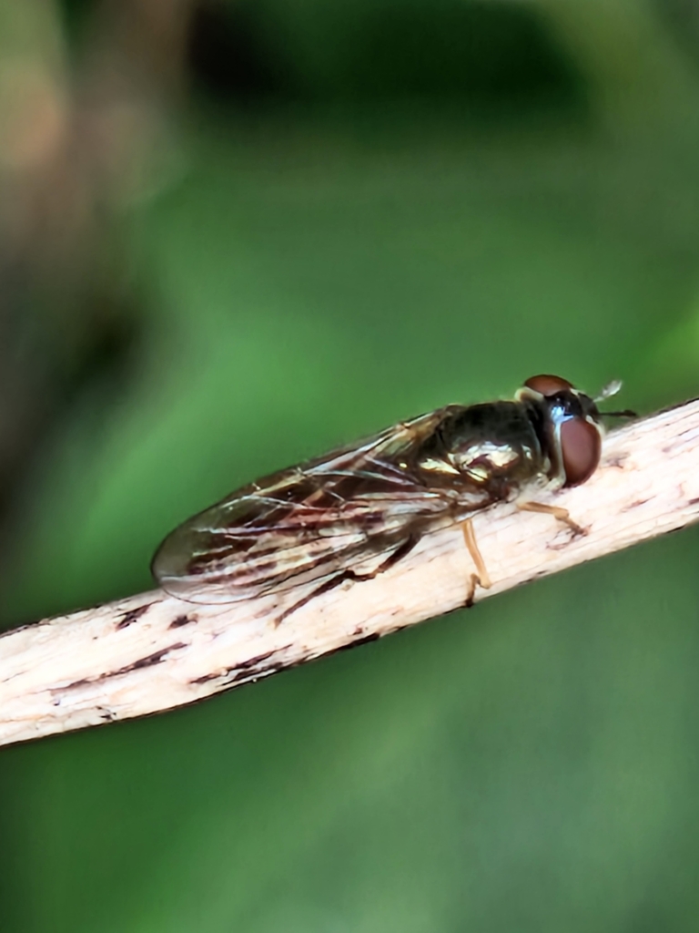Grey-spotted Sedgesitter from Battersea Park, London SW11 4NJ, UK on ...