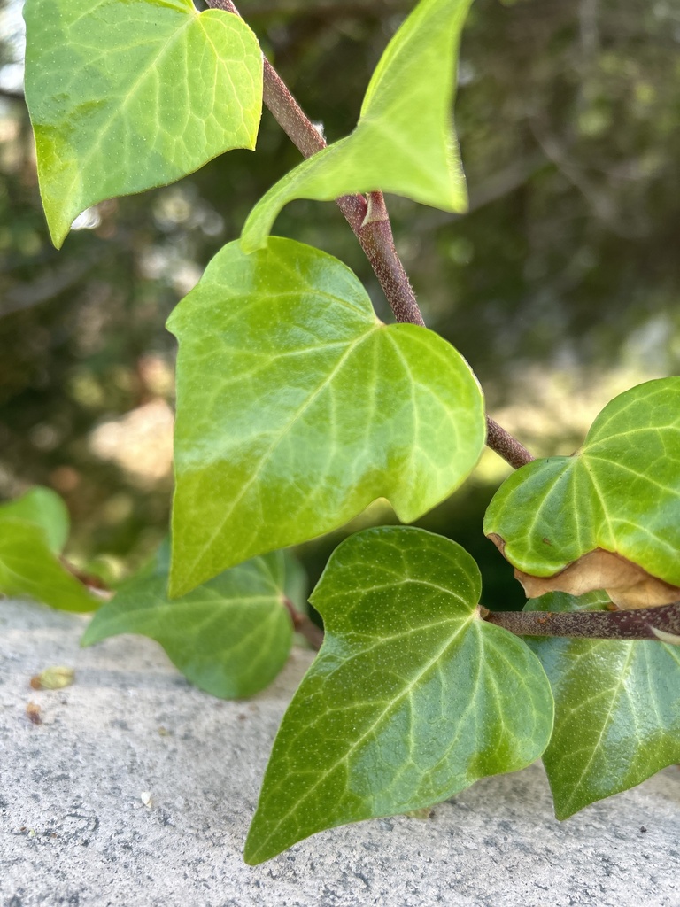 Canary Islands Ivy from Cal State LA, Los Angeles, CA, US on September ...