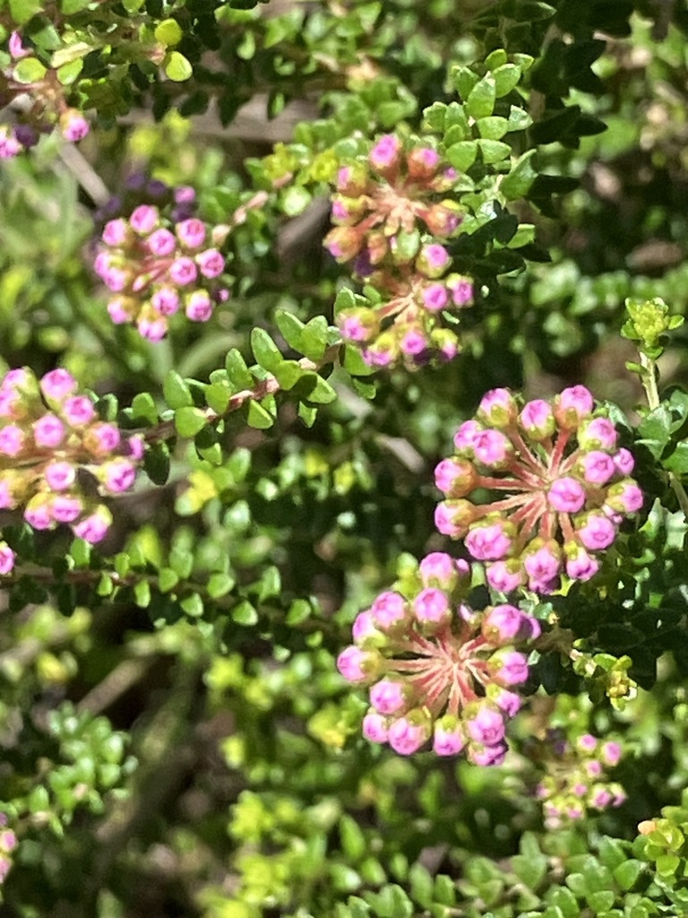 Common Buchu from Garden Route District Municipality, South Africa on ...