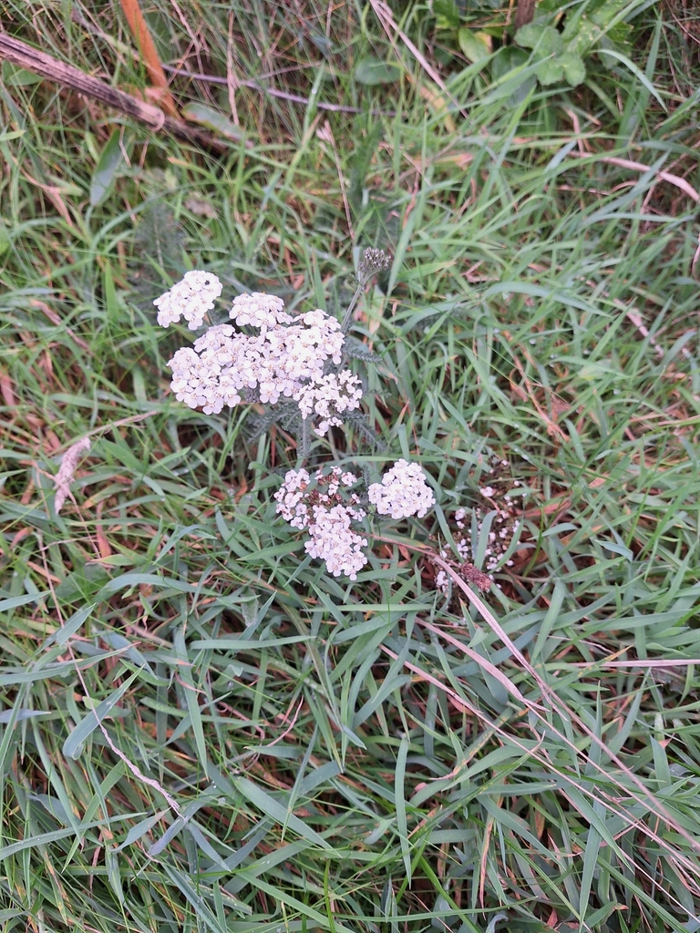 common yarrow from St Minver, Wadebridge PL27 6QY, UK on September 24 ...
