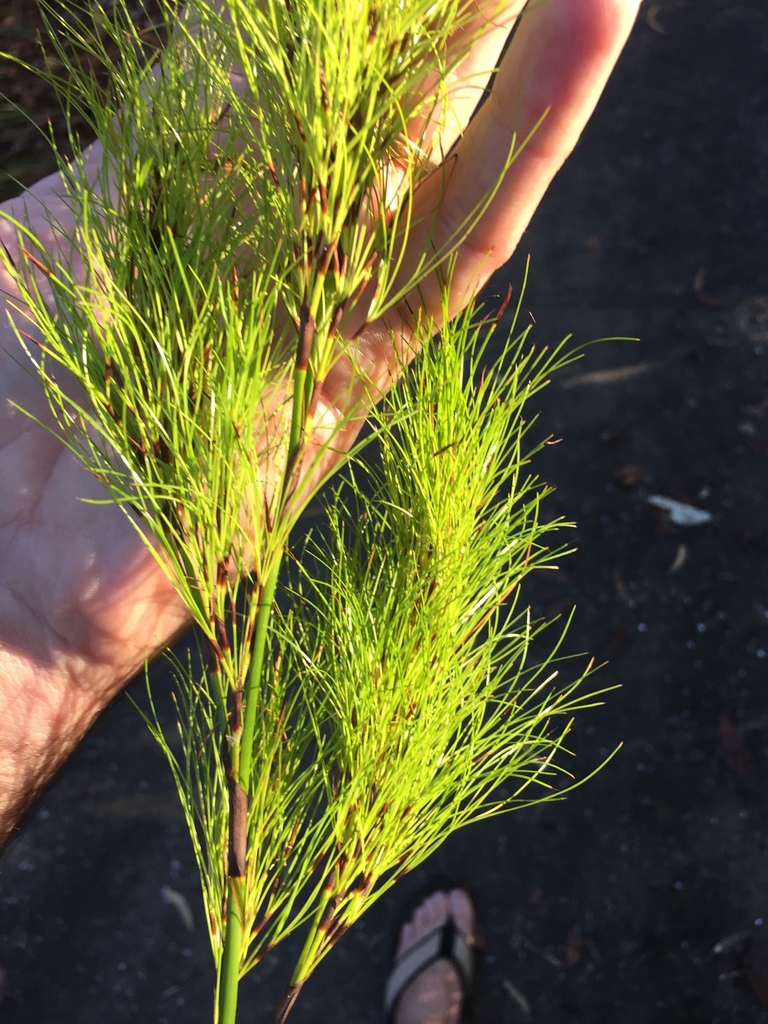 koala fern (Logan RE 12.2.7 Flora) · iNaturalist