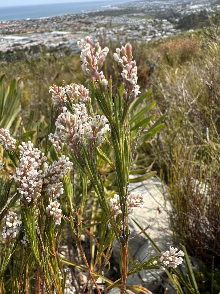 Lax Spoon from Fernkloof Nature Reserve on September 22, 2024 at 02:21 ...