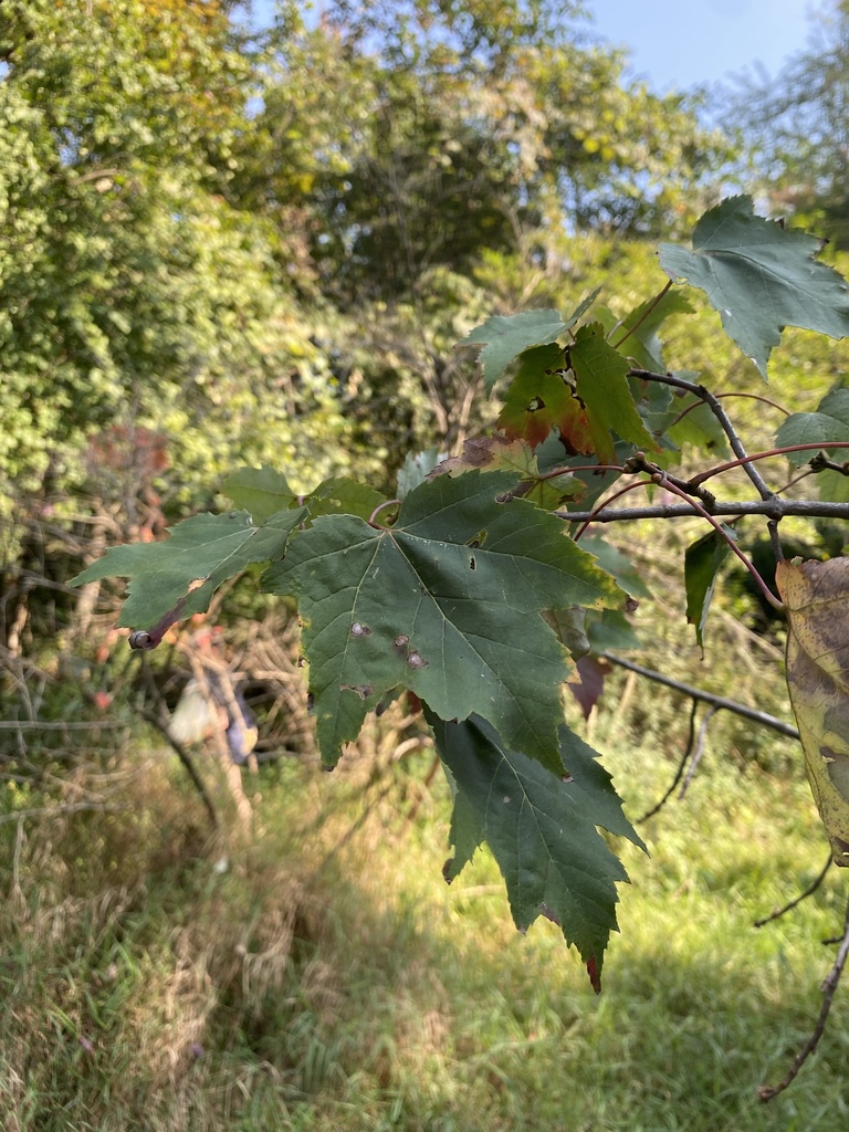 red maple from Albert A. White Memorial Park, East Lansing, MI, US on ...