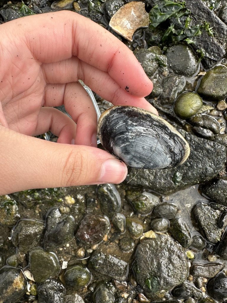 Soft-shelled Clam from Long Island Sound, New York, NY, US on September ...