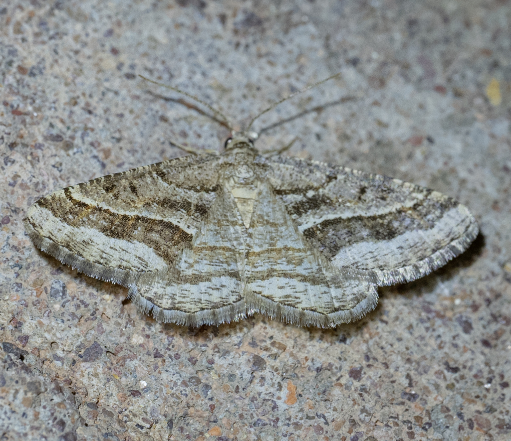Angle Moths and Allies from Duwisib, Hardap Region, Namibia on ...