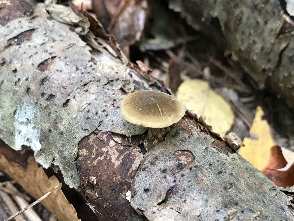 Winter polypore from Dolman Ridge Rd, Ottawa, ON, CA on September 24 ...