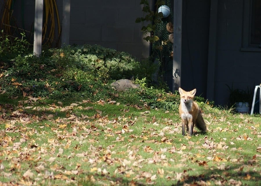 Red Fox from Inlet Ave, High Point, NC, US on September 24, 2024 at 03: ...
