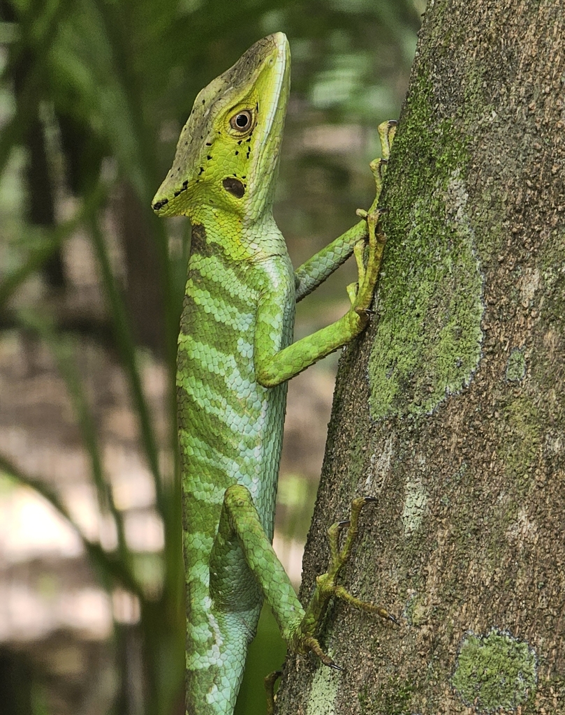 Eastern Casquehead Iguana from 32Q2+38F, San Antonio, Belize on ...