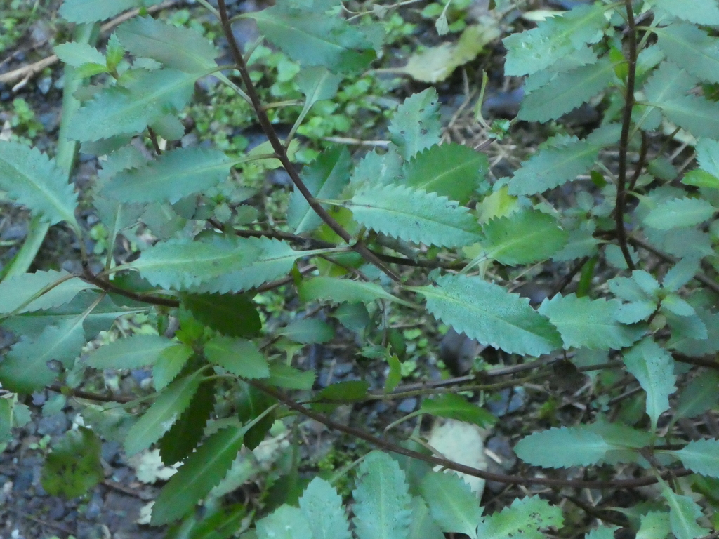 Shrubby Haloragis from Pauatahanui Wildlife Reserve, Pauatahanui ...