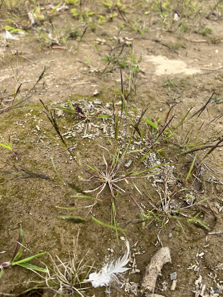 Jersey Love-grass from Restricted access due to Military Base; Camp ...