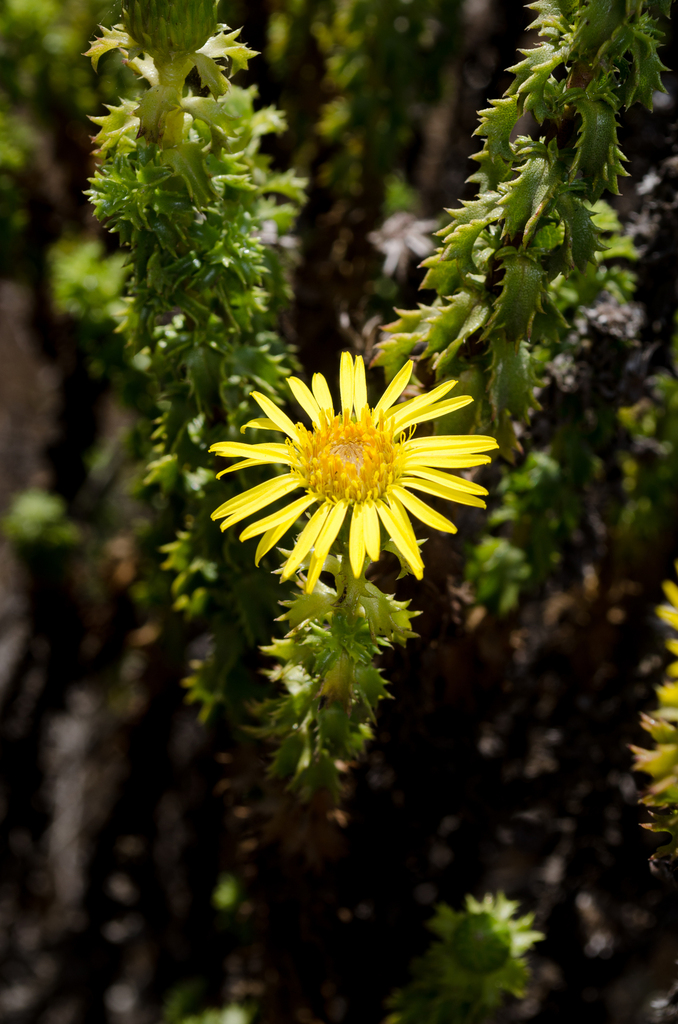 Haplopappus foliosus from Bioparque Puquén, Los Molles on February 17 ...