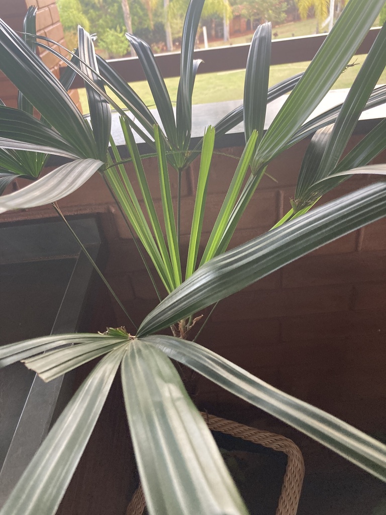 Little Lady Palm from Rua Nerio Luiz Cossi, Ipaussu, SP, BR on ...