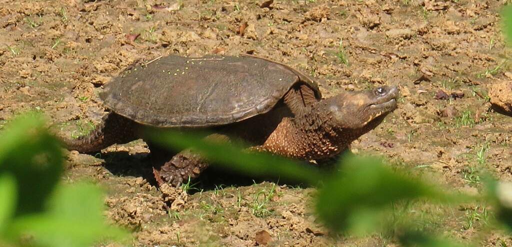 Common Snapping Turtle from Rockdale County, GA, USA on September 22 ...
