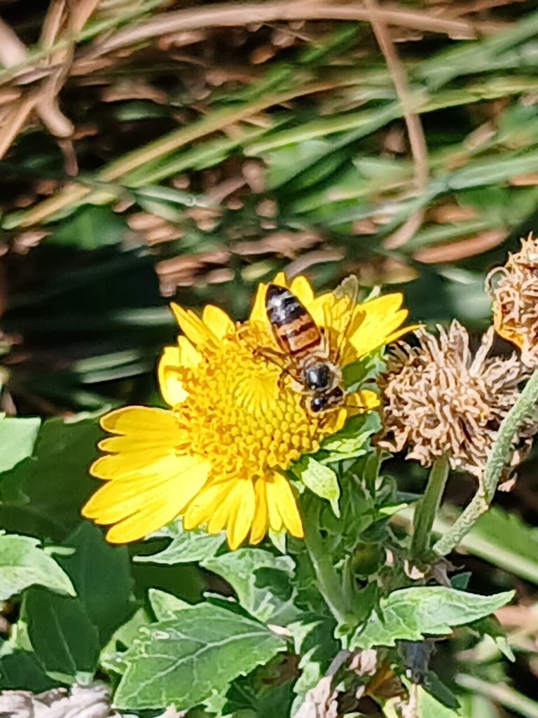 Western Honey Bee from Riverside, Oklahoma City, OK 73109, USA on ...