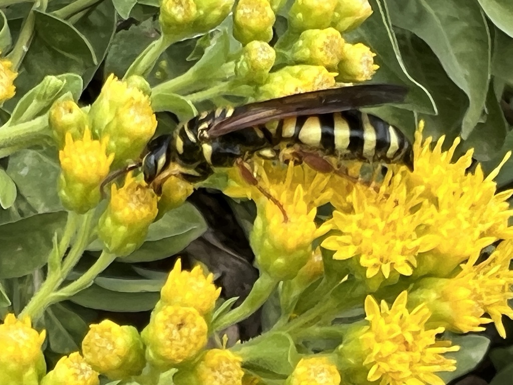 Ants, Bees, and Stinging Wasps from University of Central Oklahoma ...
