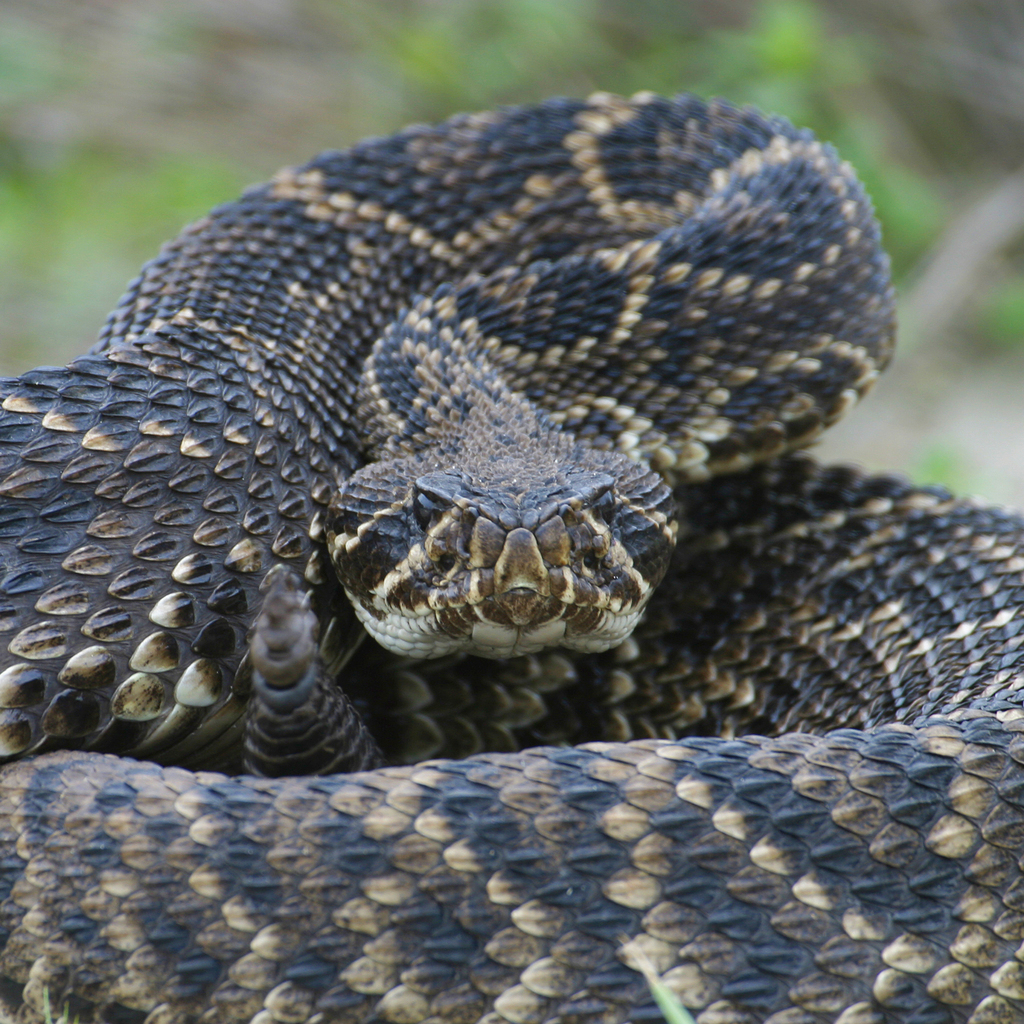 Eastern Diamondback Rattlesnake from Little St Simons Island, Georgia ...