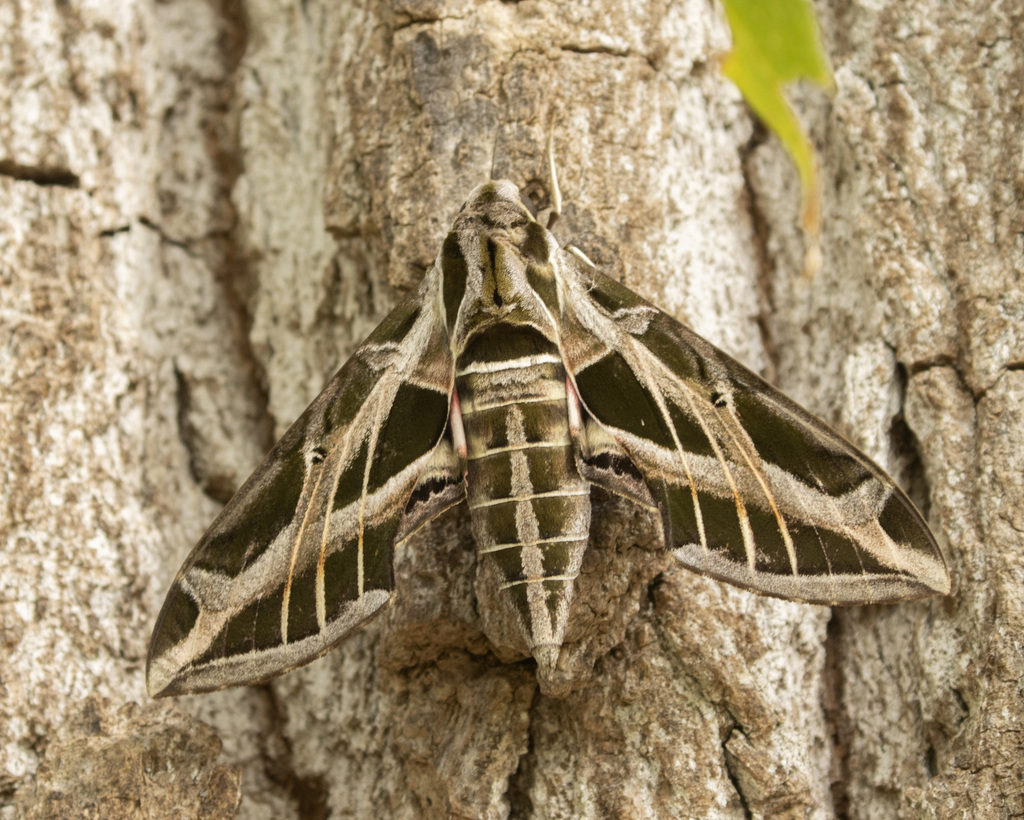Vine Sphinx from Oak Tree Dr, Salado, TX 76571, USA on September 24 ...