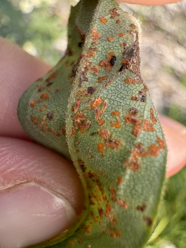 Rust-eating midges from Girl Scout Camp Rd, Atlantic Mine, MI, US on ...