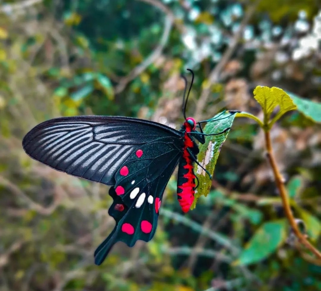 Common Rose Swallowtail from 67/1, KG Halli, D' Souza Layout, Ashok ...