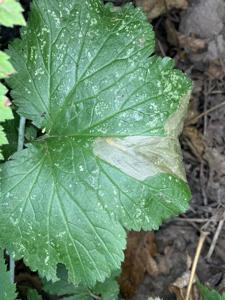Avens Mining Sawfly from Camassia Nature Preserve, West Linn, OR, US on ...