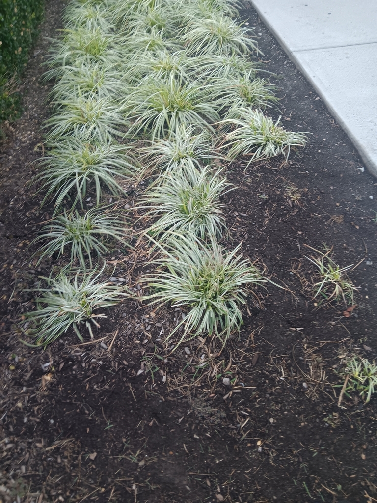 Dwarf Lily-turf from Culler Hall, Oxford, OH 45056, USA on September 24 ...